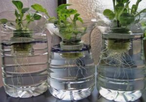 20 Fast Growing Hydroponic Plants for Quick Harvest