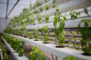 20 Fast Growing Hydroponic Plants for Quick Harvest