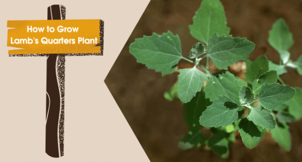 How to Grow Lamb's Quarters Plant | Lamb's Quarters Care - Home Garden ...