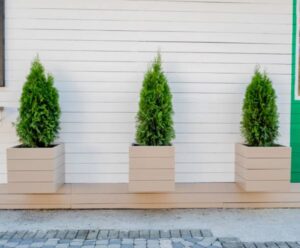 15 Best Trees for Pots | Trees that Grow well In Pots
