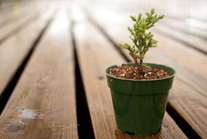 15 Best Trees for Pots | Trees that Grow well In Pots