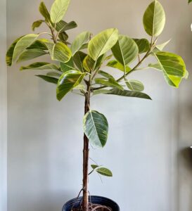 How to Grow Ficus altissima in Container | Ficus altissima Care