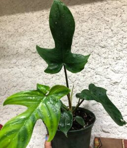 Best Climbing Philodendron Types | Vining Philodendron Varieties to Grow