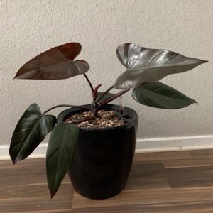 Best Climbing Philodendron Types | Vining Philodendron Varieties to Grow