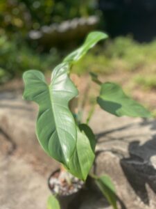 Best Climbing Philodendron Types | Vining Philodendron Varieties to Grow