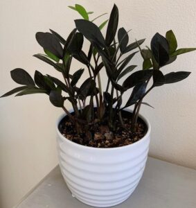 How to Grow ZZ Raven Plant in Pot | Raven ZZ Plant Care