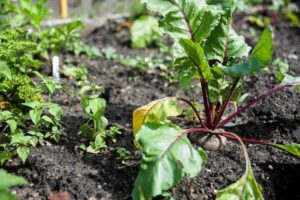 19 Under the Ground Vegetables | Vegetables that Grow Underground