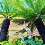Types of Ferns | Fern Varieties for your Garden