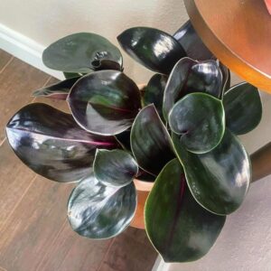 Geogenanthus Ciliatus Care Indoors | How to Grow Geo Plant