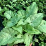 25 Syngonium Varieties | Types of Arrowhead Plants