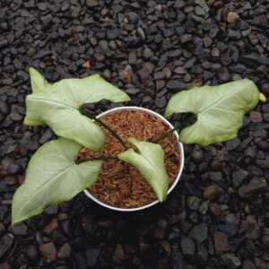 25 Syngonium Varieties | Types of Arrowhead Plants