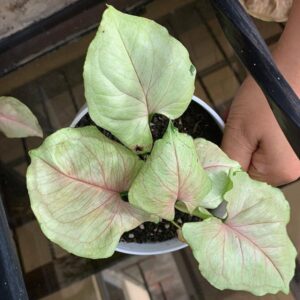 13 Pink Arrowhead Plant Types You Will Love