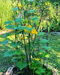 Grow Lemon Cucumbers in a Container: Step-by-Step Guide
