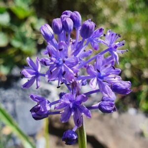 11 Purple Bulb Flower Names: Types of Purple Bulb Flowers