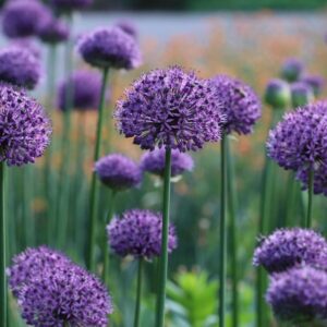 11 Purple Bulb Flower Names: Types of Purple Bulb Flowers