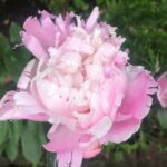 41 Types of Pink Peonies Flowers Plus Images