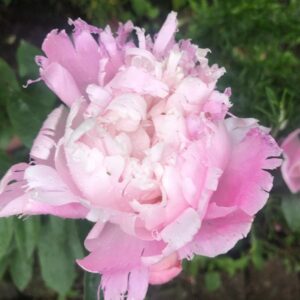 41 Types of Pink Peonies Flowers Plus Images
