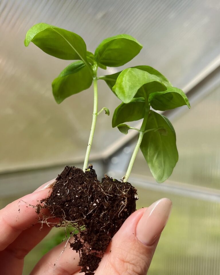 How to Grow Basil from Store bought cut Basil