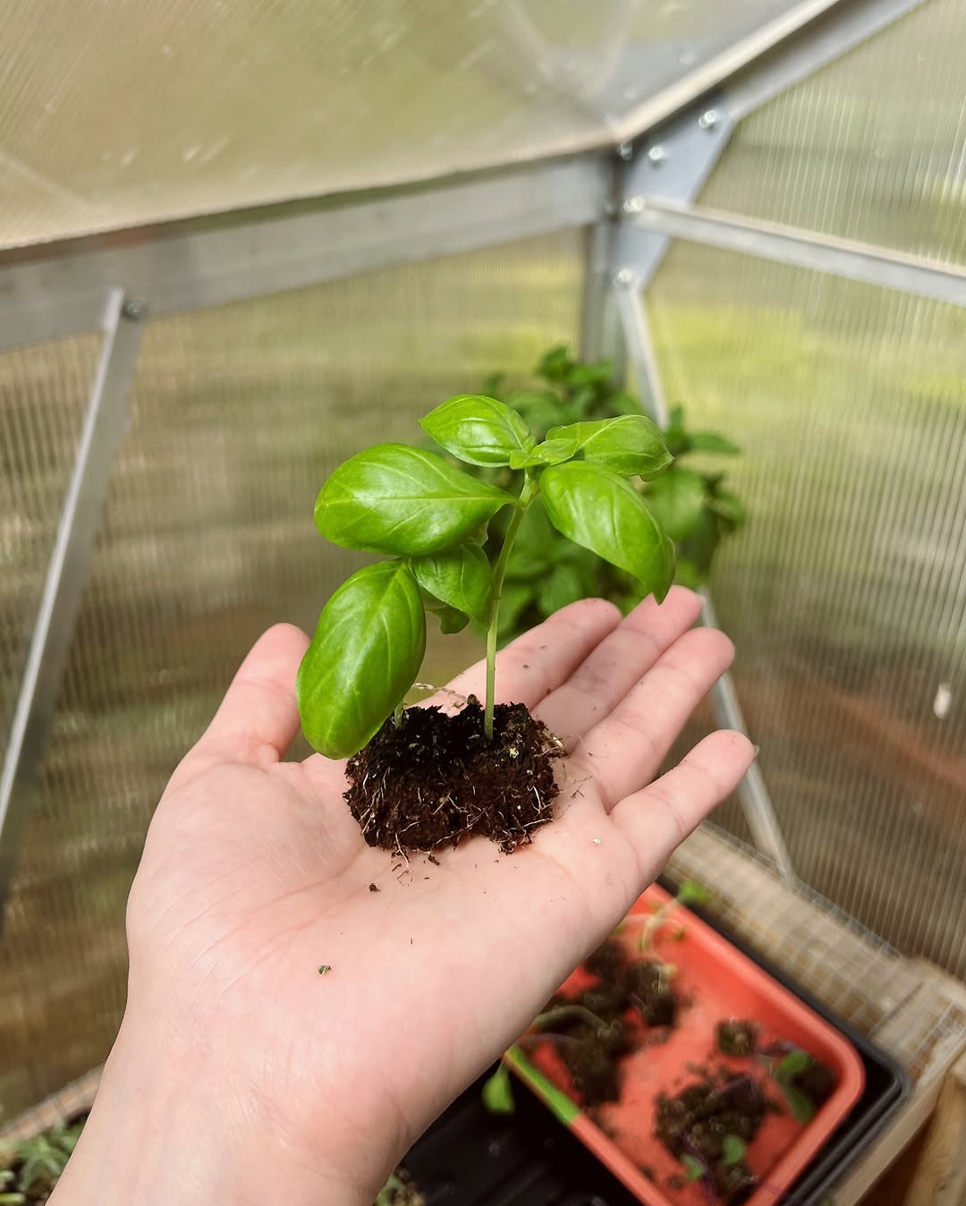How to Grow Basil from Store bought cut Basil