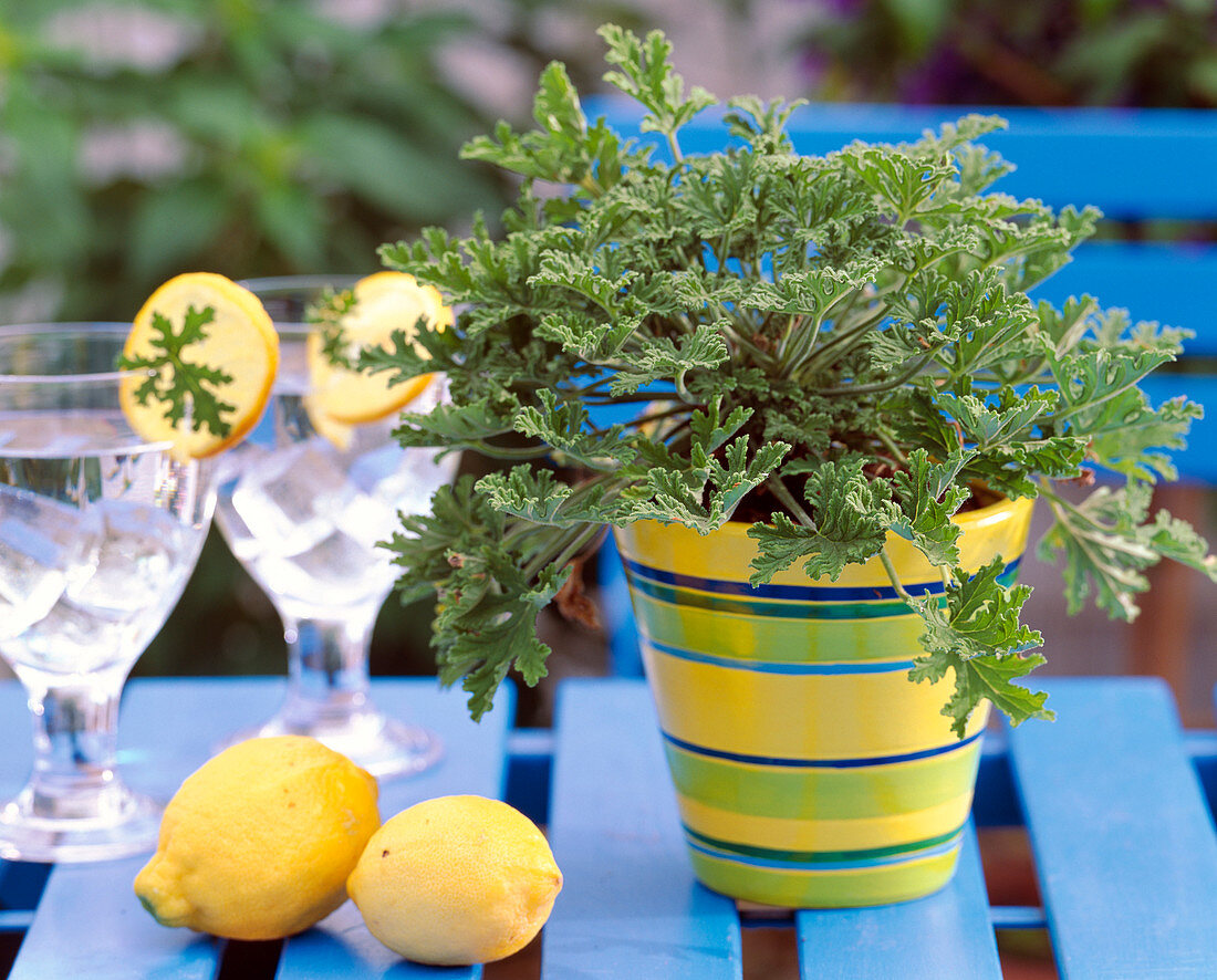 Citronella Plant: Natural Mosquito Repellent You Can Grow!